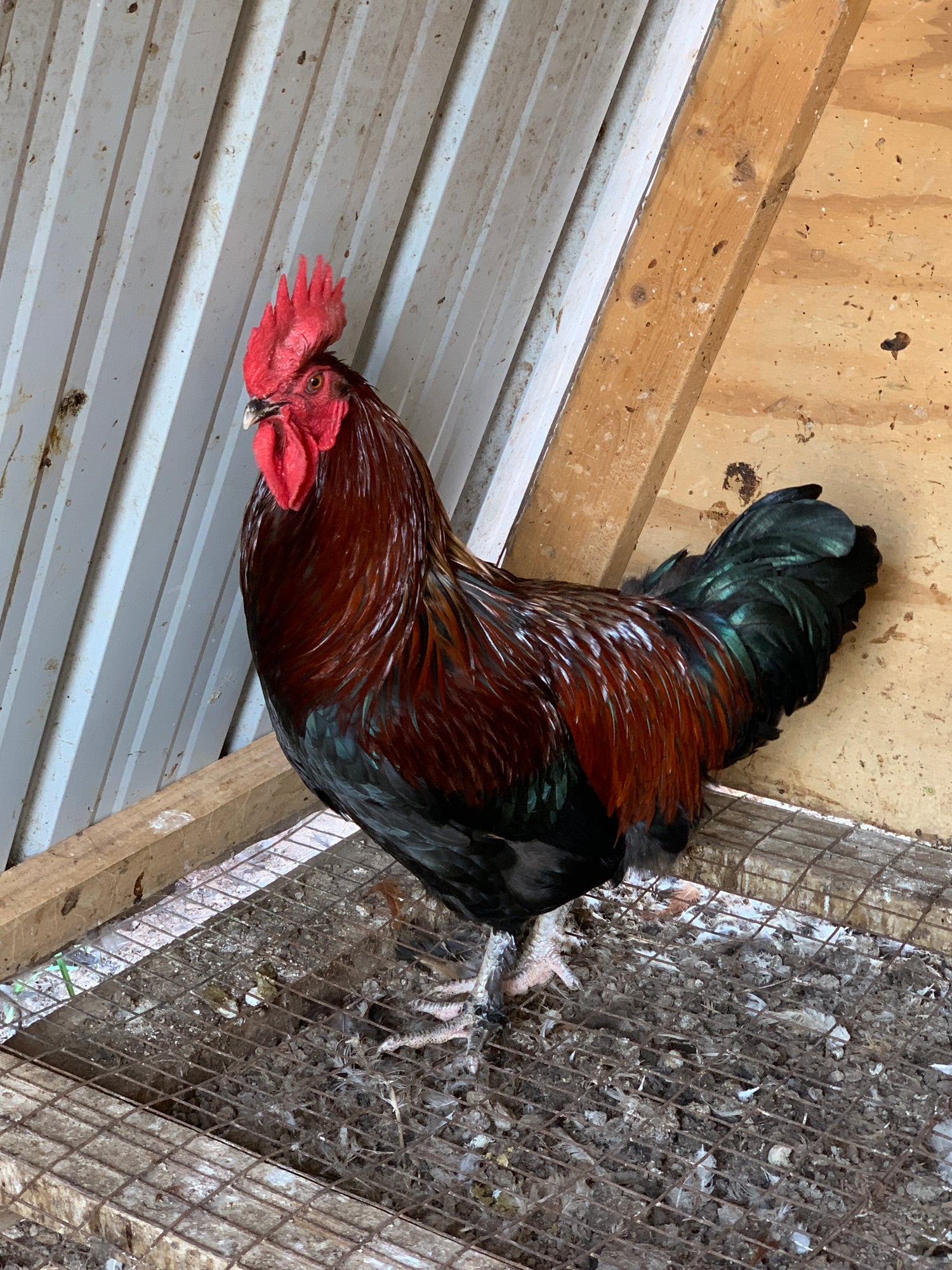 Copper Marans Chicks for Sale – Deer Run Farm