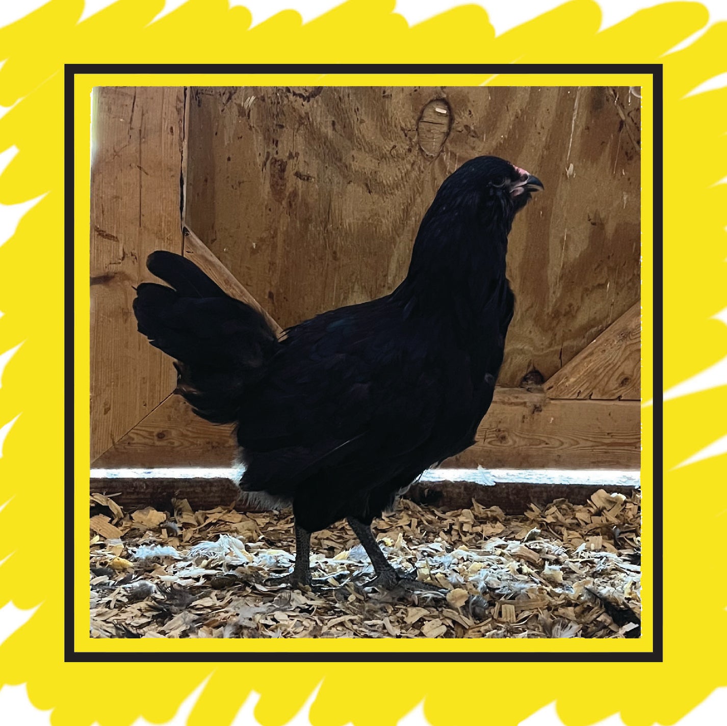 Ameraucana Pullet (12+ weeks) – Deer Run Farm