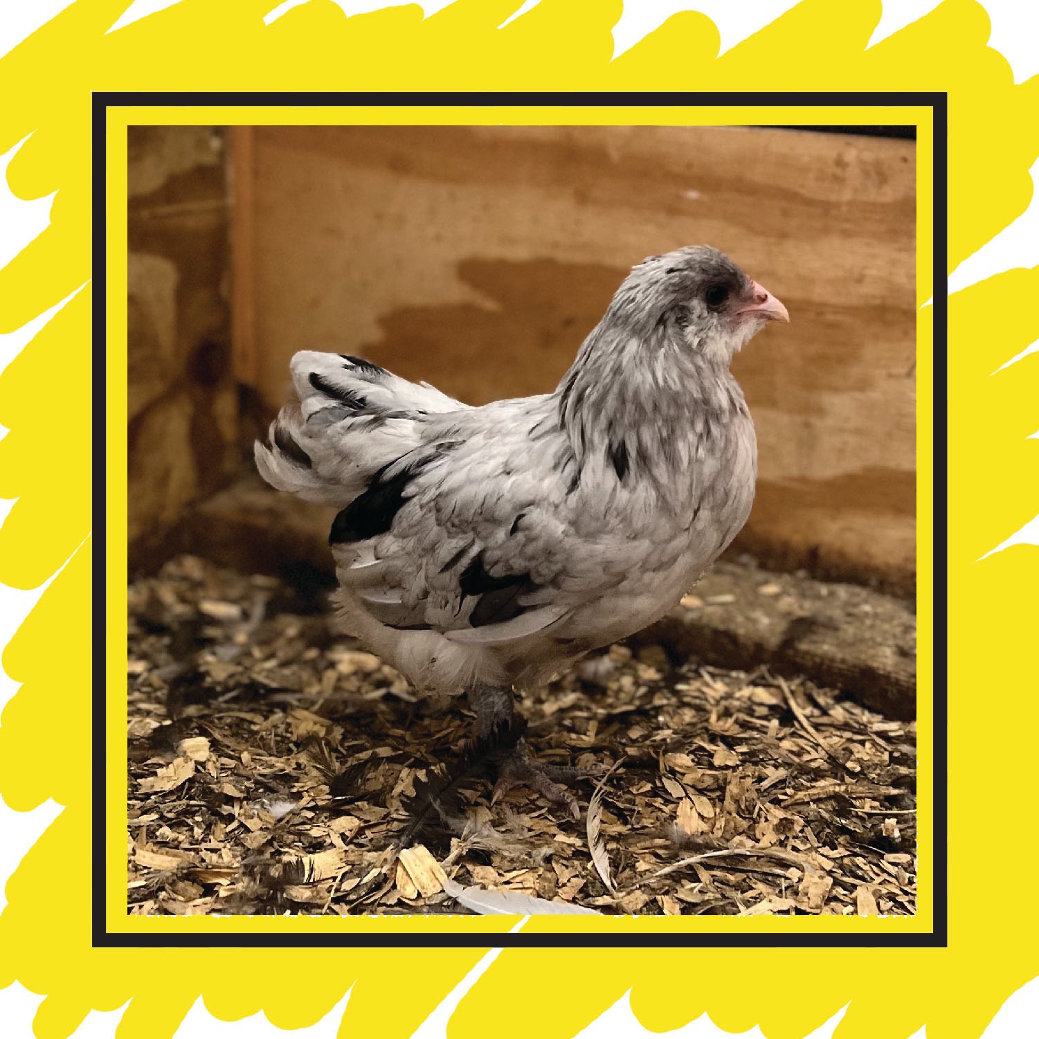 Ameraucana Pullet (12+ weeks) – Deer Run Farm