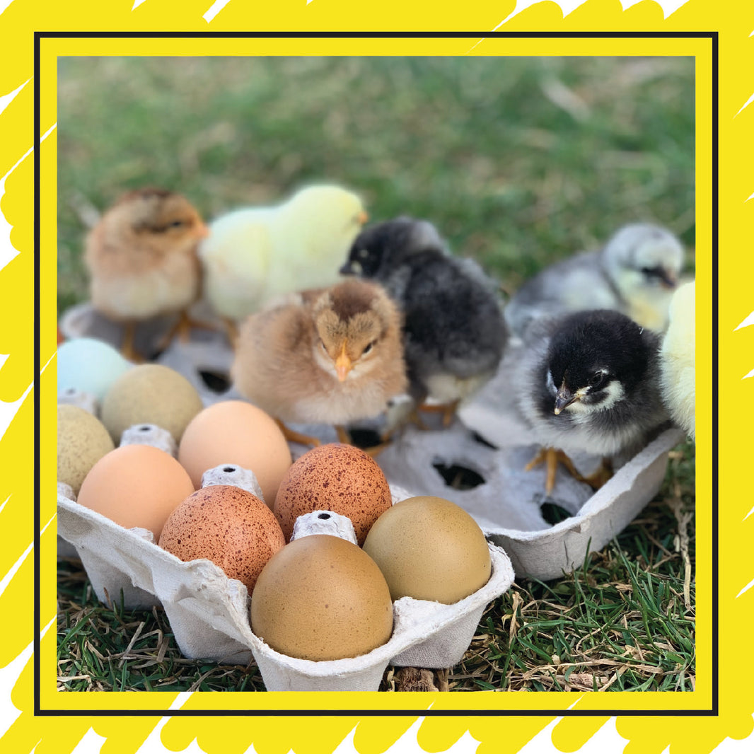 Chicks - Mail Order – Deer Run Farm