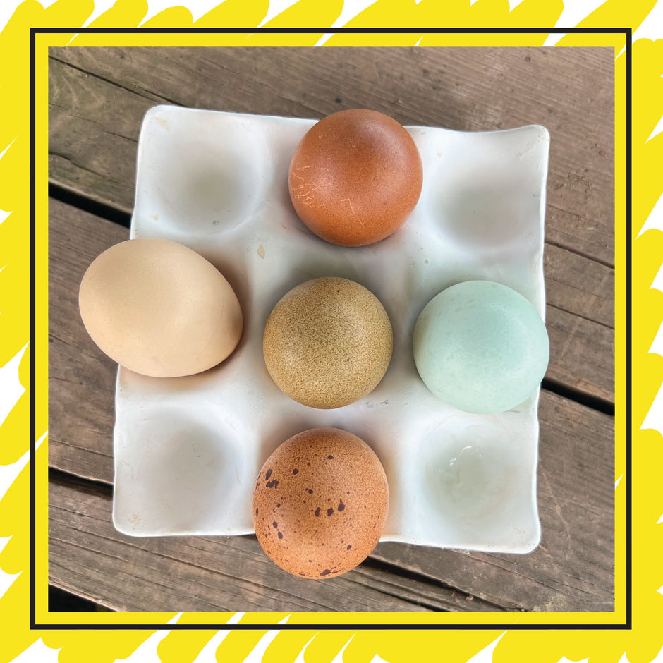 Fertilized Hatching Eggs - Pick Up – Deer Run Farm