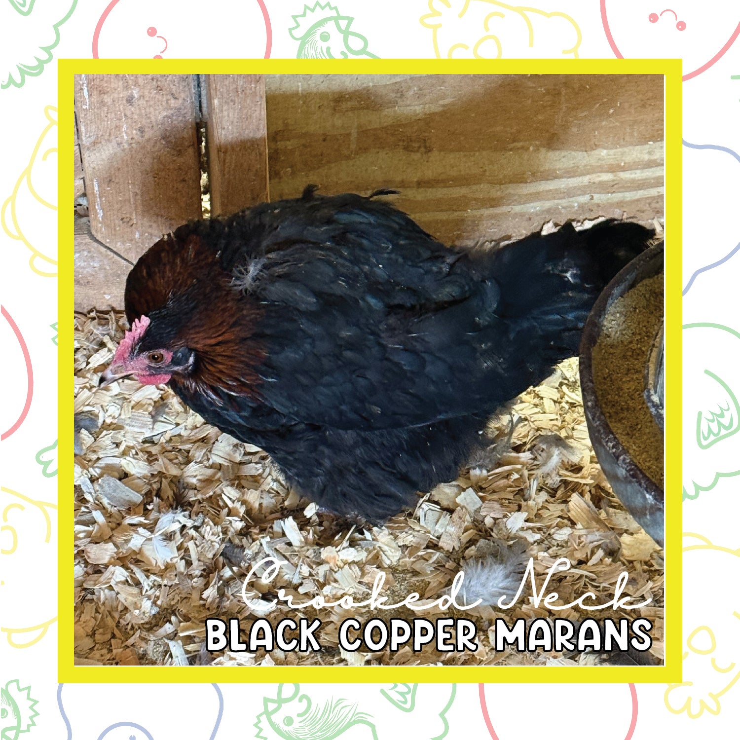 17+ Black Copper Marans (Crooked Neck) – Deer Run Farm