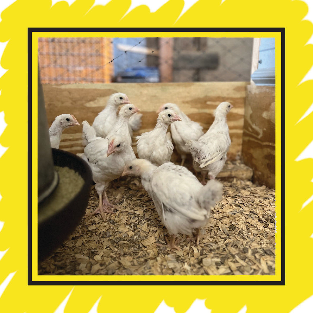 Delaware Chicks for Sale – Deer Run Farm