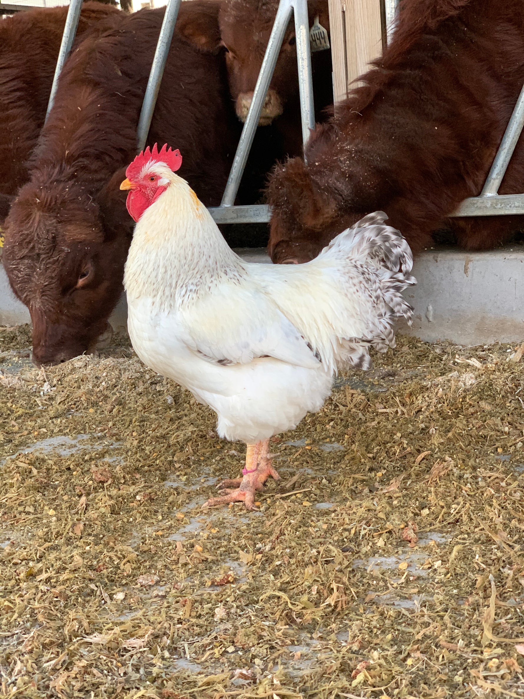 Delaware Chicks for Sale – Deer Run Farm
