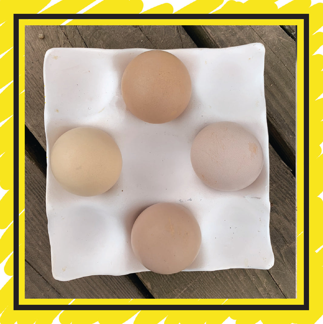 Delaware Chicks for Sale – Deer Run Farm