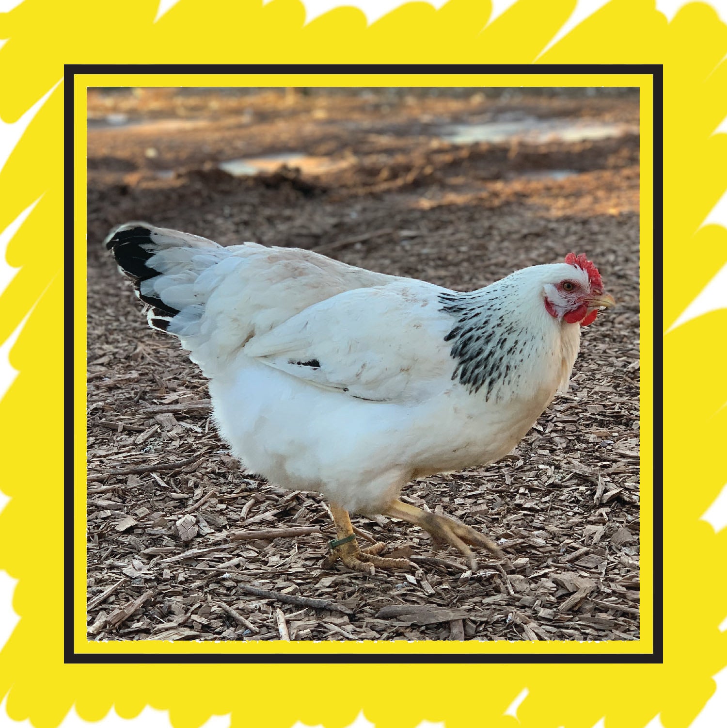 Delaware Chicks for Sale – Deer Run Farm