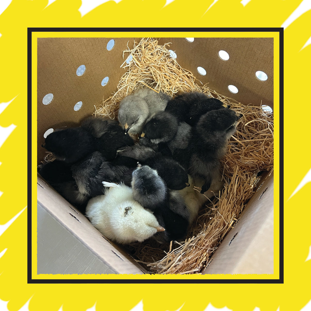 (BBS) Ameraucana - Straight Run, Shipped – Deer Run Farm