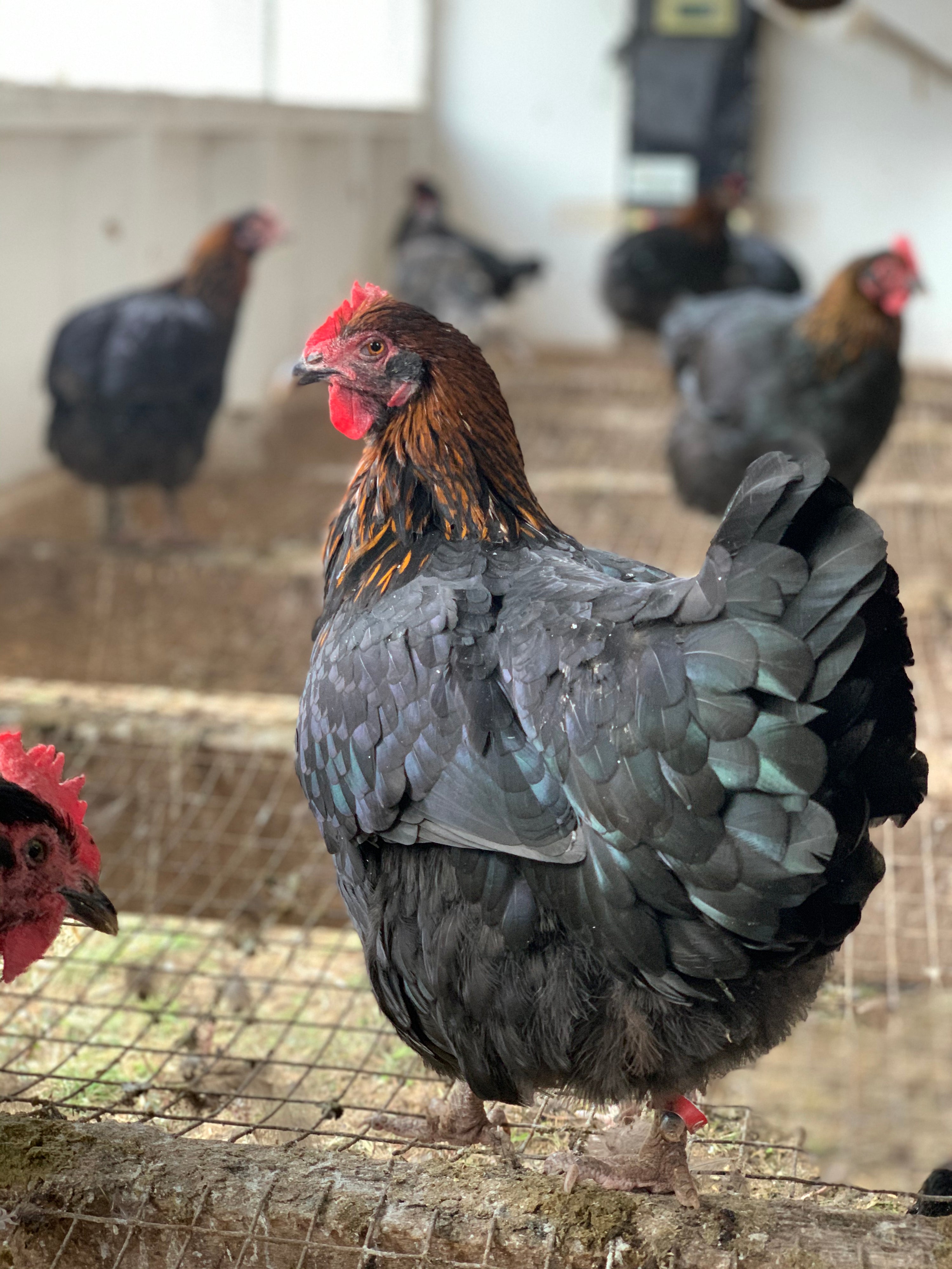 Copper Marans Chicks for Sale – Deer Run Farm
