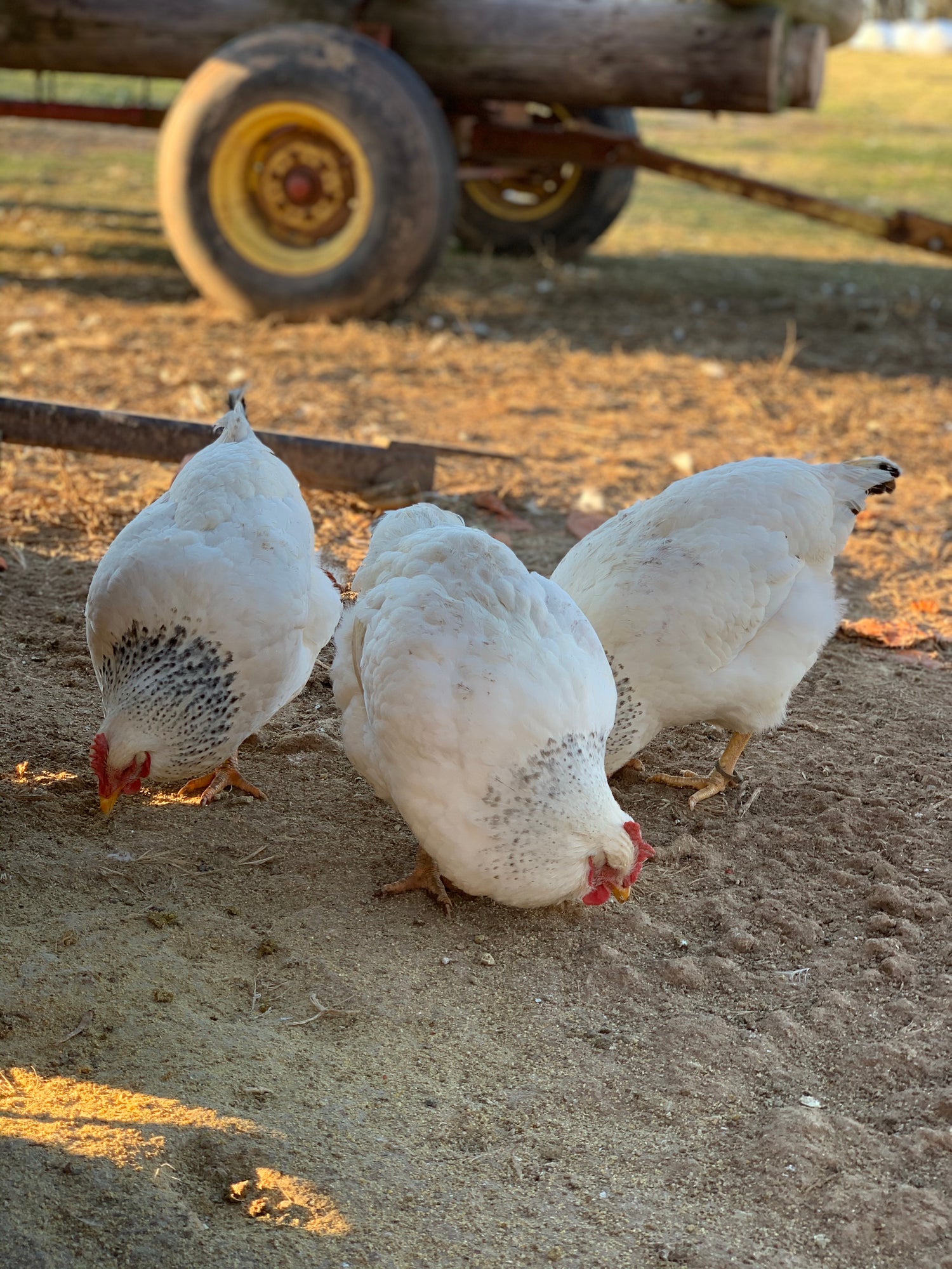 Delaware Chicks for Sale – Deer Run Farm