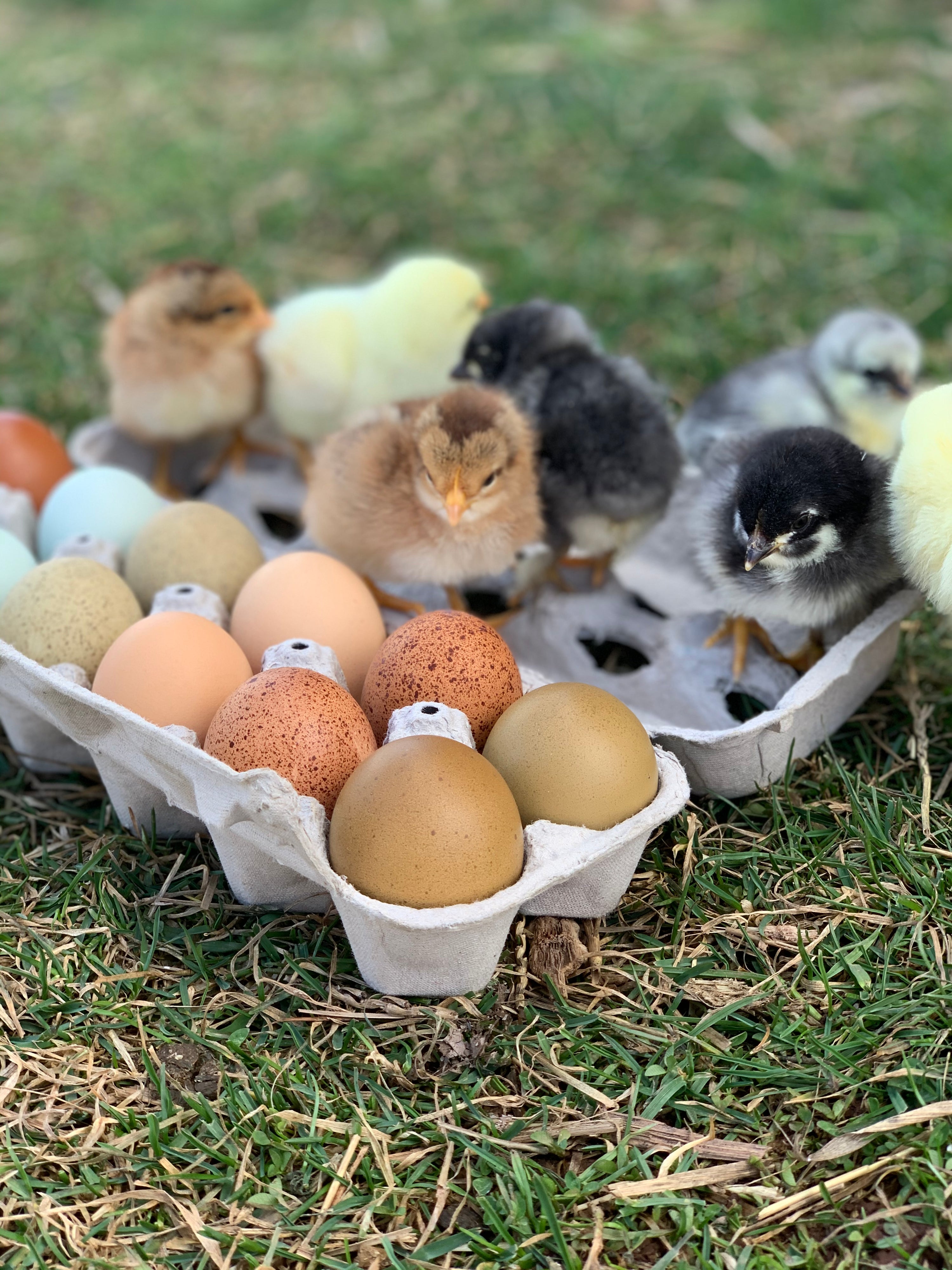 Chicks – Deer Run Farm