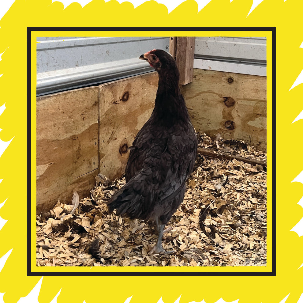Copper Marans Pullet (12+ weeks) – Deer Run Farm