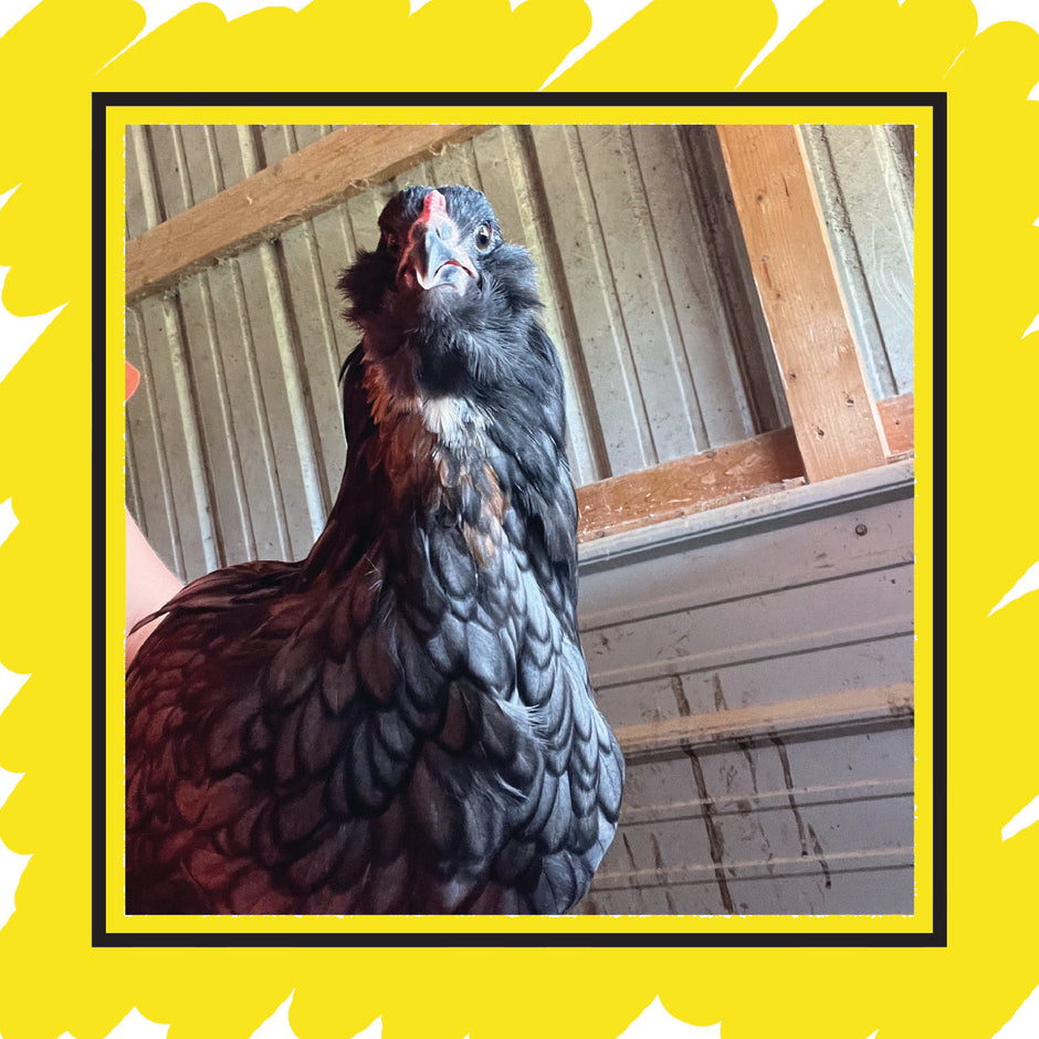 Started Pullets (8+ weeks) for Sale – Deer Run Farm