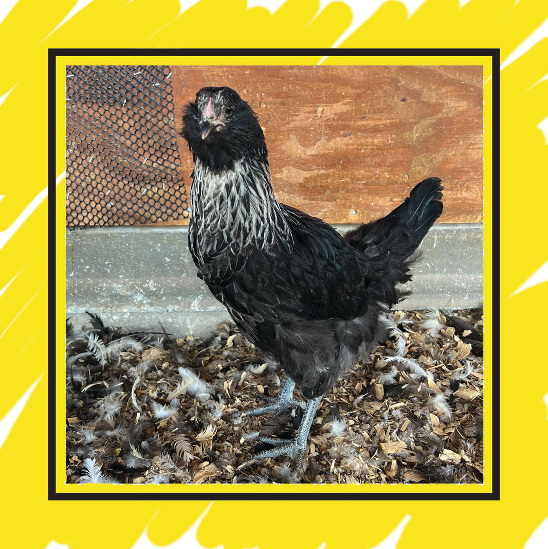 Started Pullets (8+ weeks) for Sale – Deer Run Farm