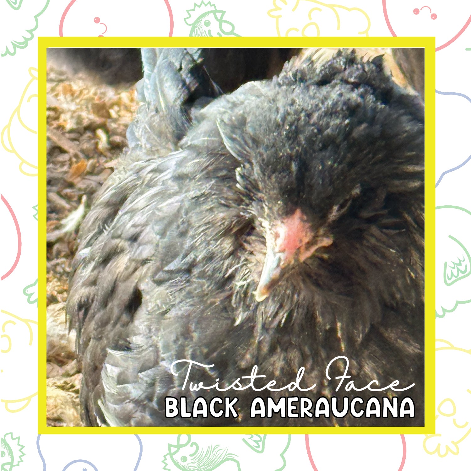 17+ Black Ameraucana (Slighted Twisted Face) – Deer Run Farm