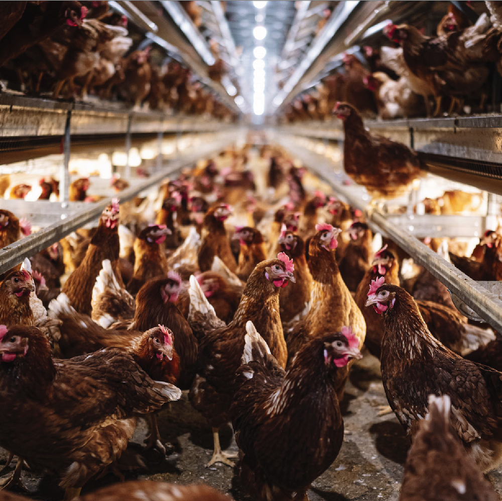 Pasture-raised Eggs – Deer Run Farm