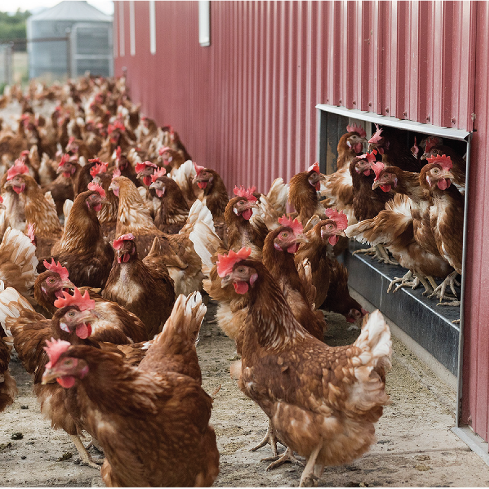 Pasture-raised Eggs – Deer Run Farm