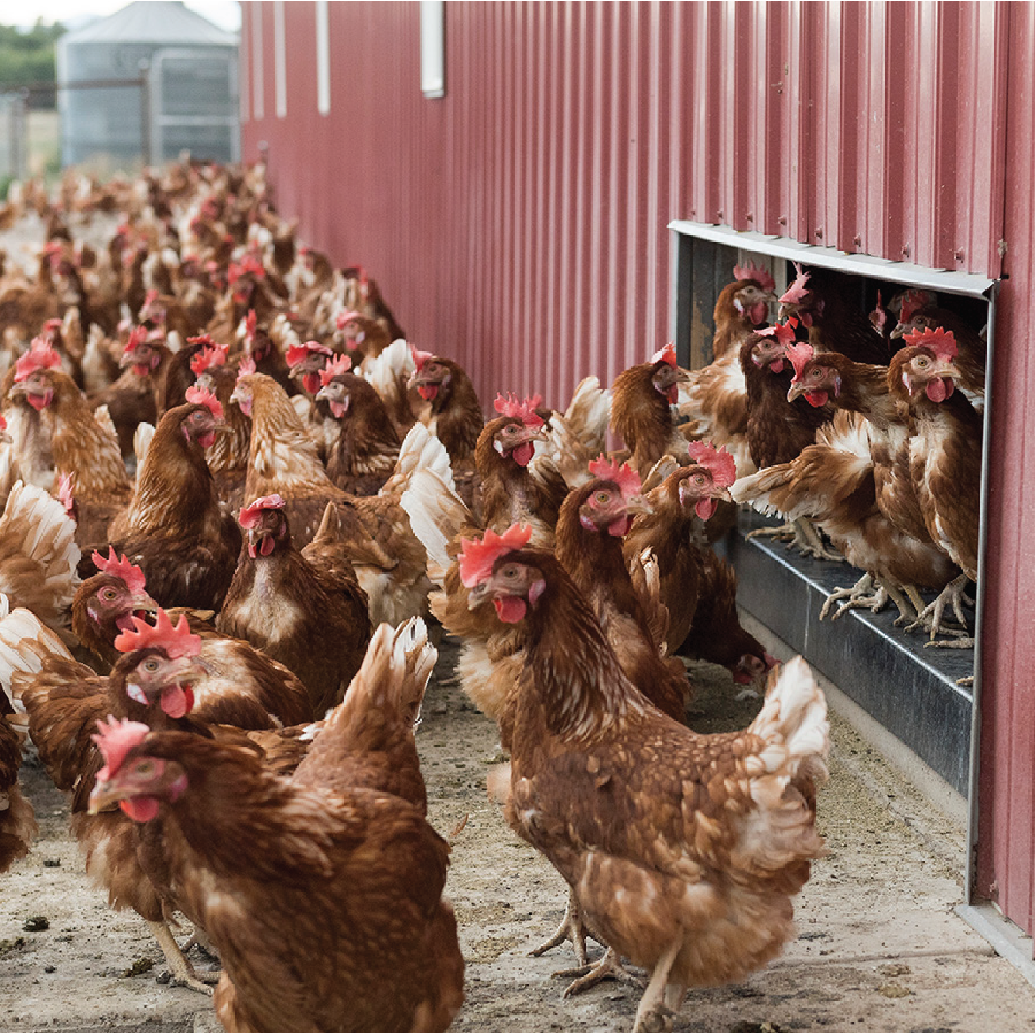 Pasture-raised Eggs – Deer Run Farm