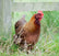 Welsummer Pullets (12+ weeks) – Deer Run Farm